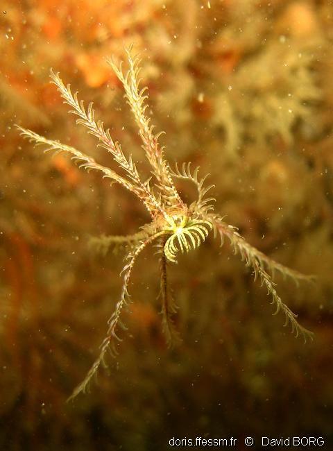 Antedon bifida | DORIS