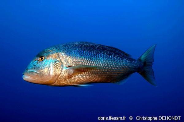 Dentex dentex | DORIS