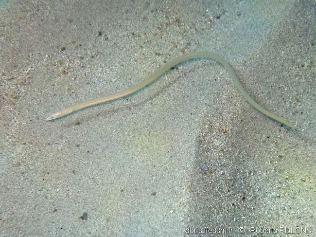 Ophisurus serpens | DORIS