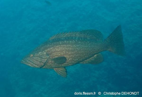 Mycteroperca rubra | DORIS