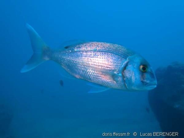 Pagrus pagrus | DORIS