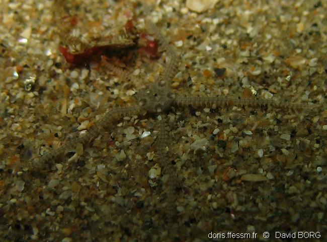 Amphipholis squamata | DORIS