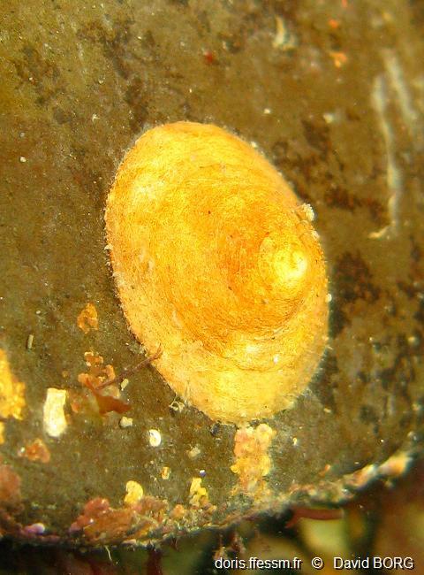 Calyptraea chinensis | DORIS