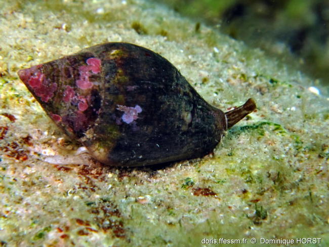 Columbella rustica | DORIS