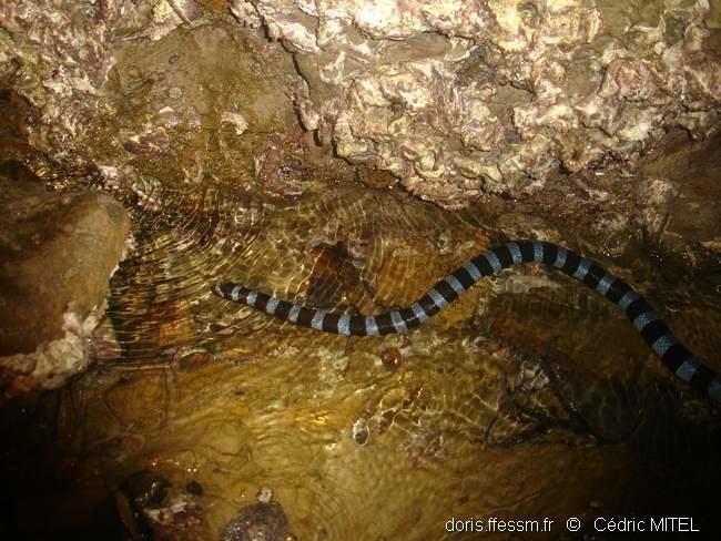 Laticauda laticaudata | DORIS