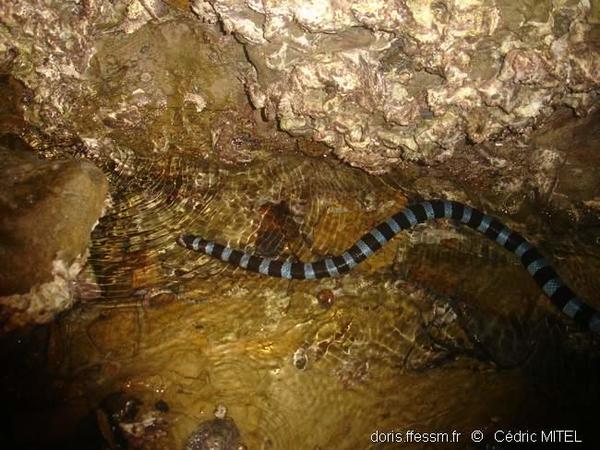 Laticauda laticaudata | DORIS