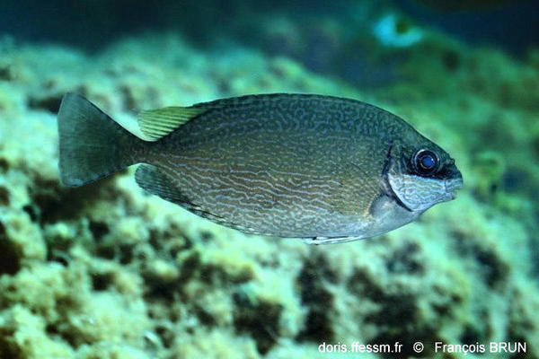 Siganus luridus | DORIS