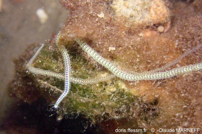 Phyllodoce maculata | DORIS