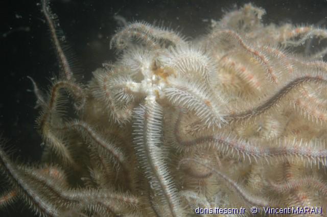 Ophiothrix fragilis | DORIS