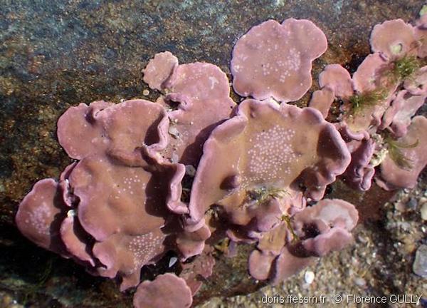 Lithophyllum incrustans | DORIS