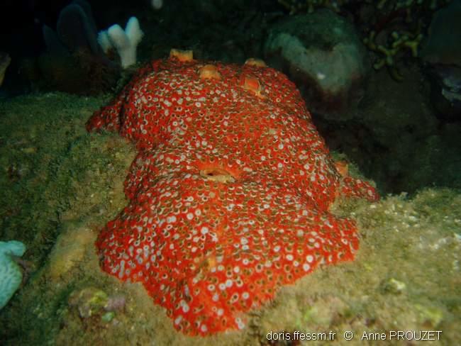 Cliothosa delitrix | DORIS