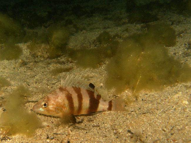 Serranus hepatus | DORIS