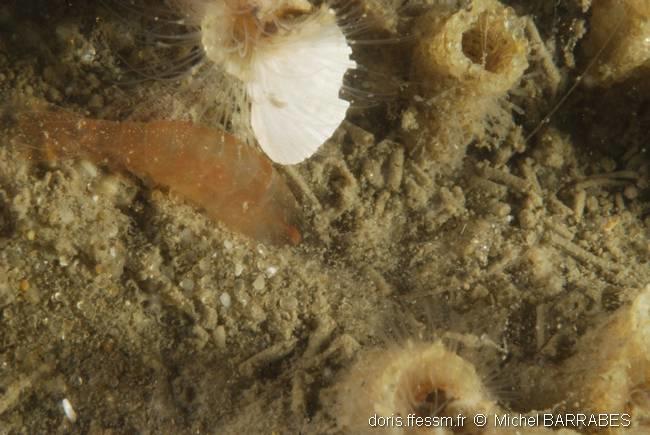 Processa edulis | DORIS