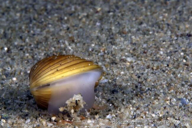 Corbicula fluminea | DORIS