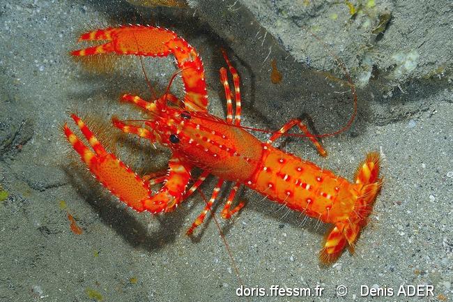 Enoplometopus antillensis | DORIS