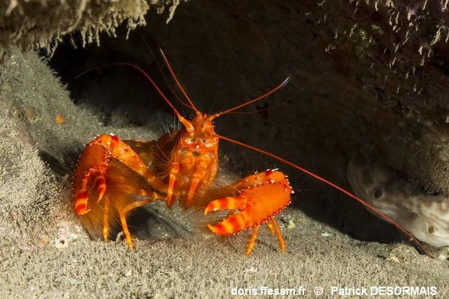 Enoplometopus antillensis | DORIS