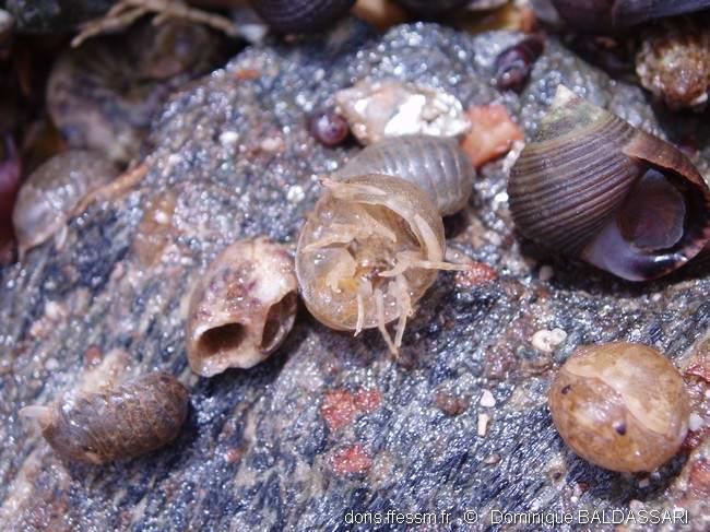 Sphaeromatidae (famille) | DORIS