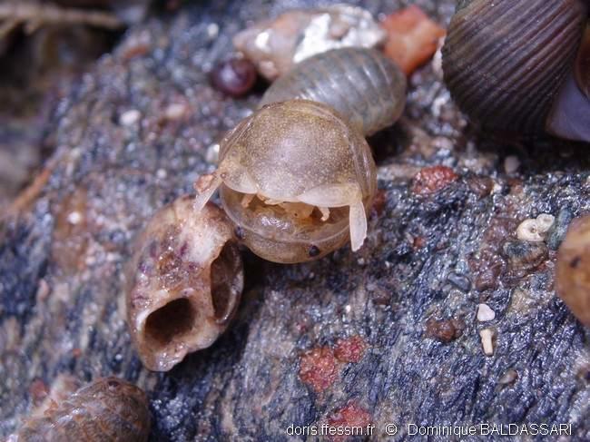 Sphaeromatidae (famille) | DORIS