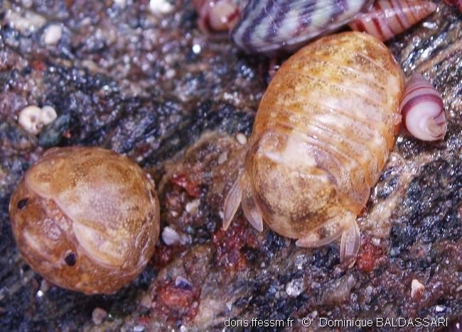 Sphaeromatidae (famille) | DORIS