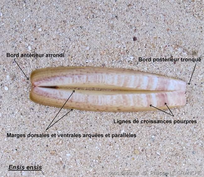 Ensis ensis | DORIS