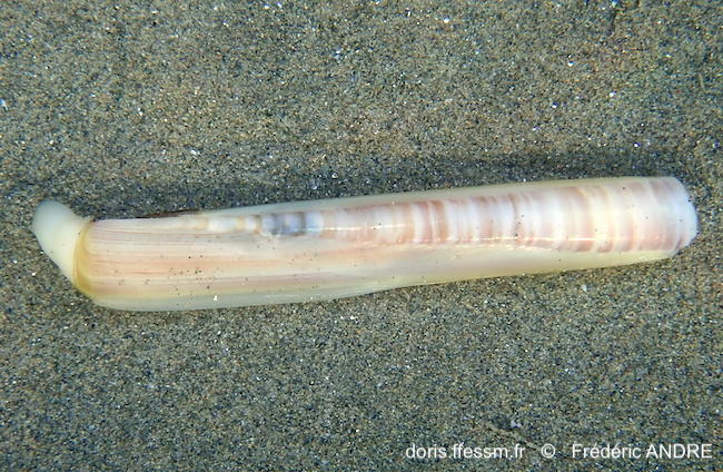 Ensis minor | DORIS