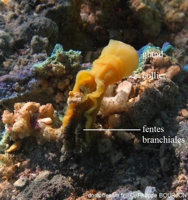 Balanoglossus clavigerus | DORIS