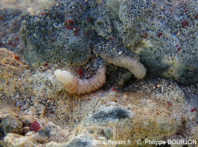 Balanoglossus clavigerus | DORIS