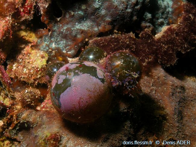 Valonia ventricosa | DORIS