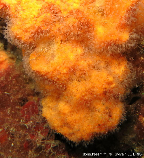 Loxosomella cf. tethyae | DORIS