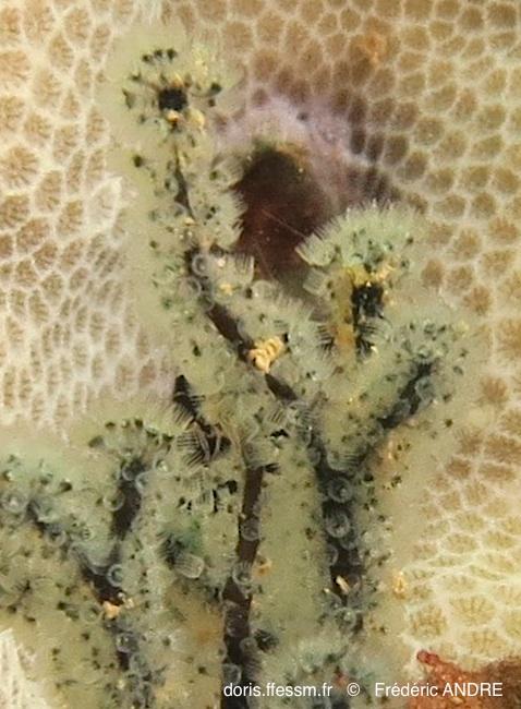 Entoprocta/Kamptozoa sp. IP.1 | DORIS