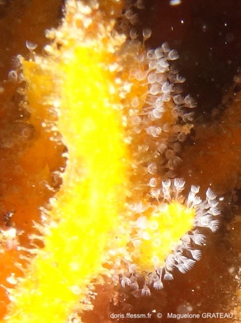 Entoprocta/Kamptozoa sp. Car.4 | DORIS