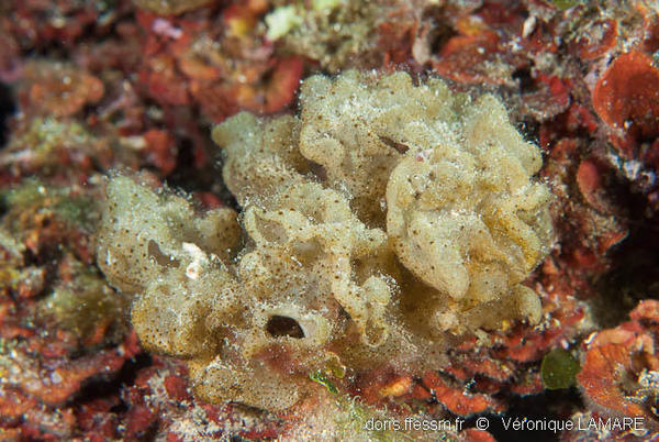 Colpomenia sinuosa | DORIS