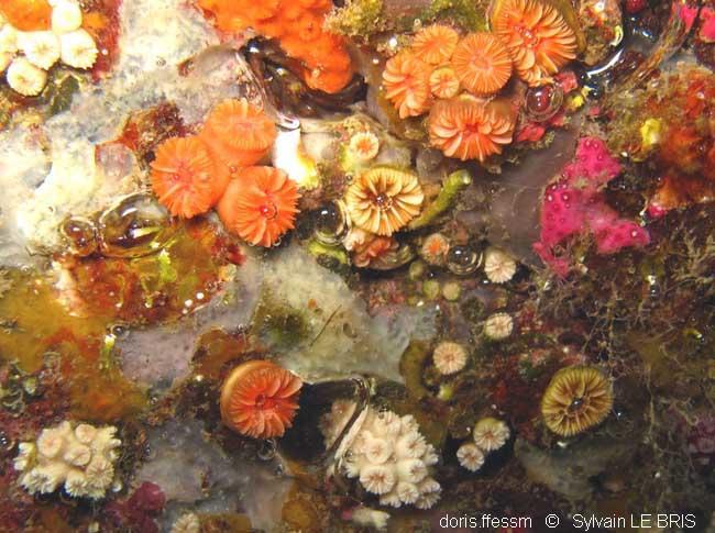 Caryophyllia inornata | DORIS