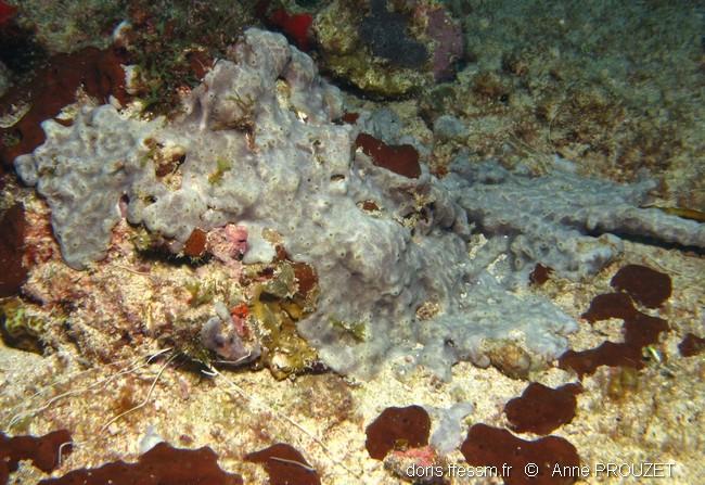 Trididemnum solidum | DORIS