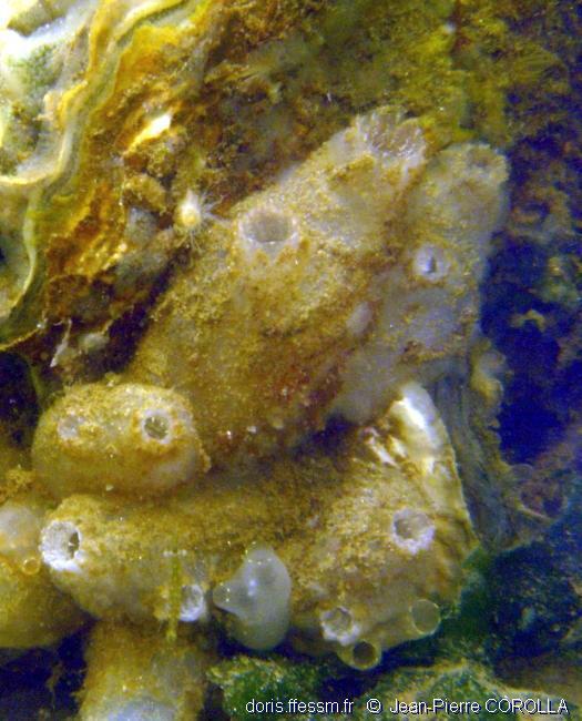 Ascidiella aspersa | DORIS