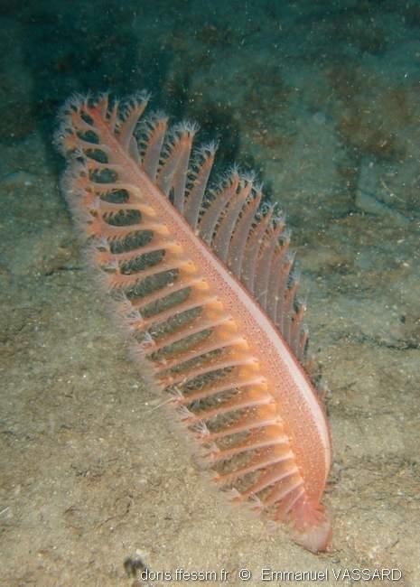 Pennatula rubra | DORIS