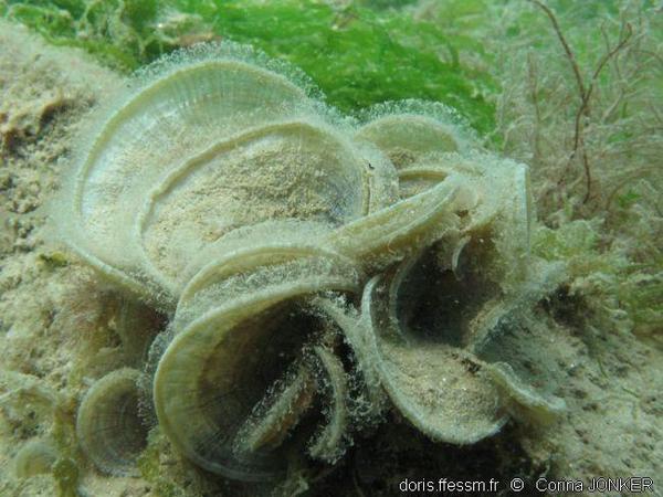 Padina pavonica | DORIS