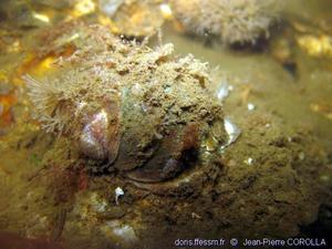 Crepidula fornicata | DORIS