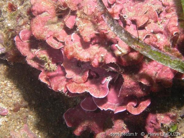 Mesophyllum expansum | DORIS