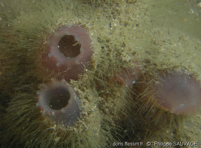 Ascidia mentula | DORIS