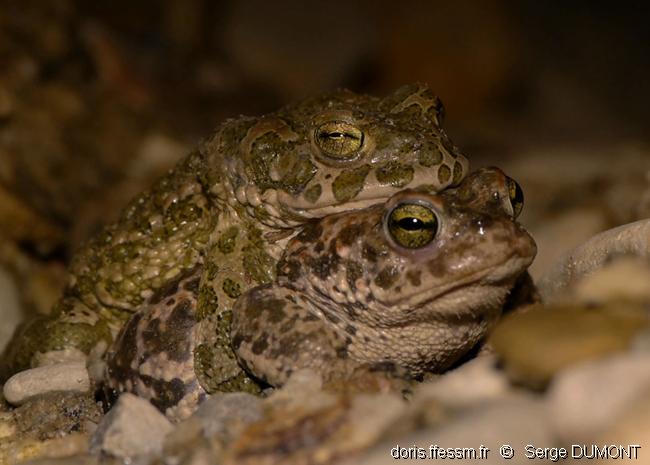 Epidalea calamita | DORIS