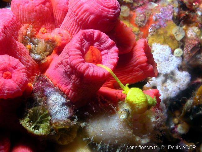 Tubastraea coccinea | DORIS