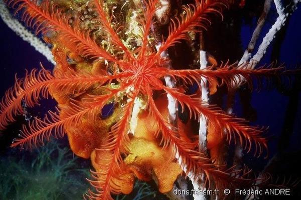 Antedon mediterranea | DORIS