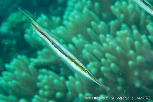 Aeoliscus strigatus | DORIS