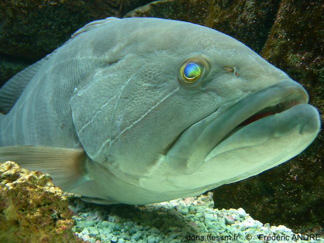 Epinephelus aeneus | DORIS