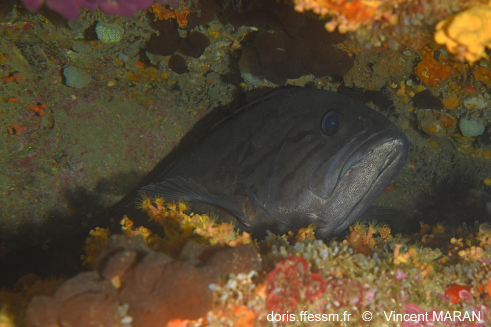 Epinephelus costae | DORIS