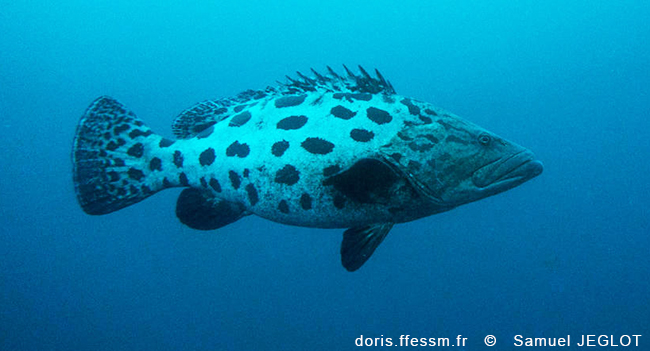 Epinephelus tukula | DORIS
