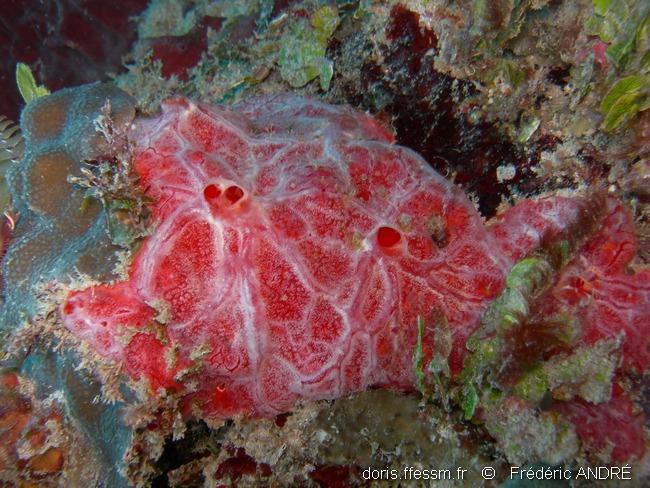 Monanchora arbuscula | DORIS