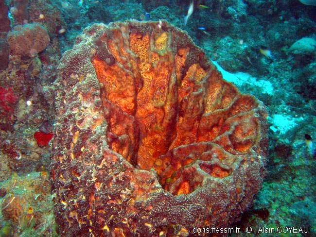 Geodia neptuni | DORIS