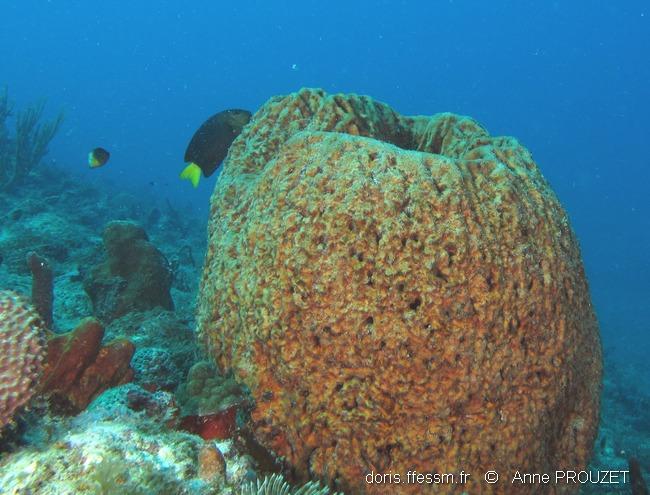 Geodia neptuni | DORIS